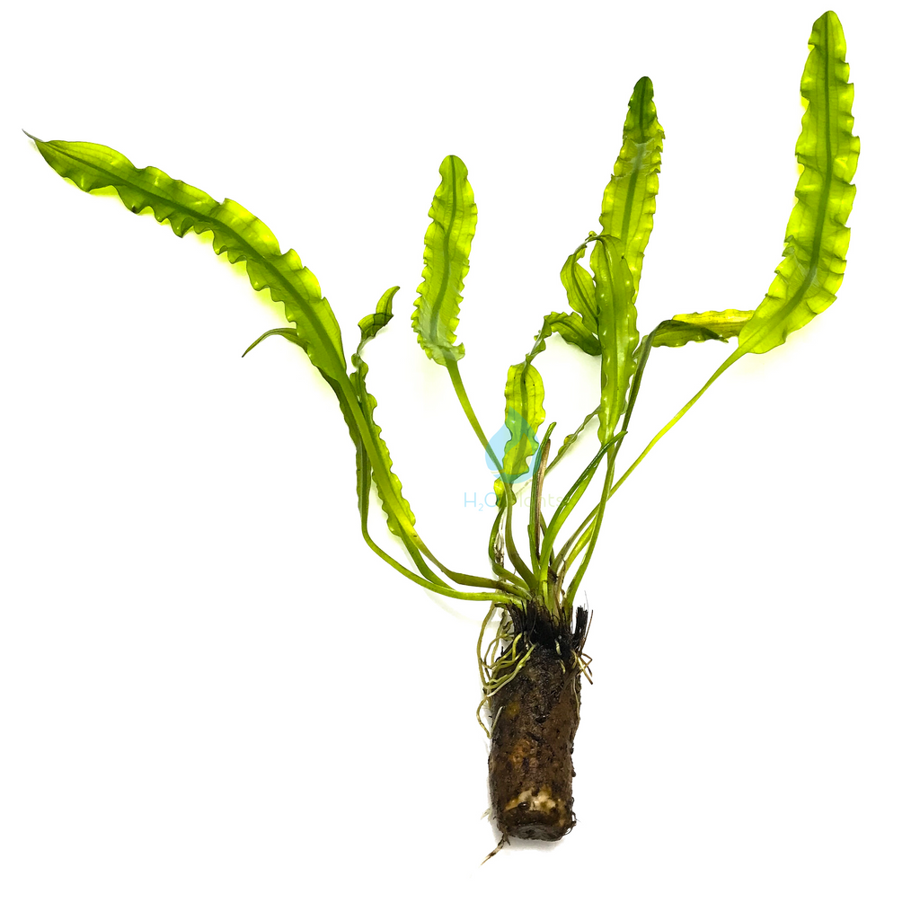 Aponogeton Capuronii